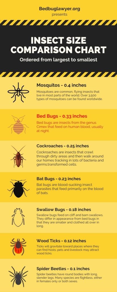 How Big Are Bed Bugs? Size of Bites, Eggs, Nymphs
