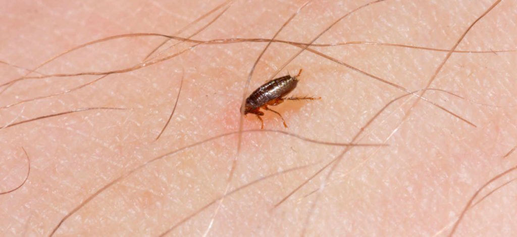 Key Bed Bug Statistics | 9 Credible Facts About Bed Bugs