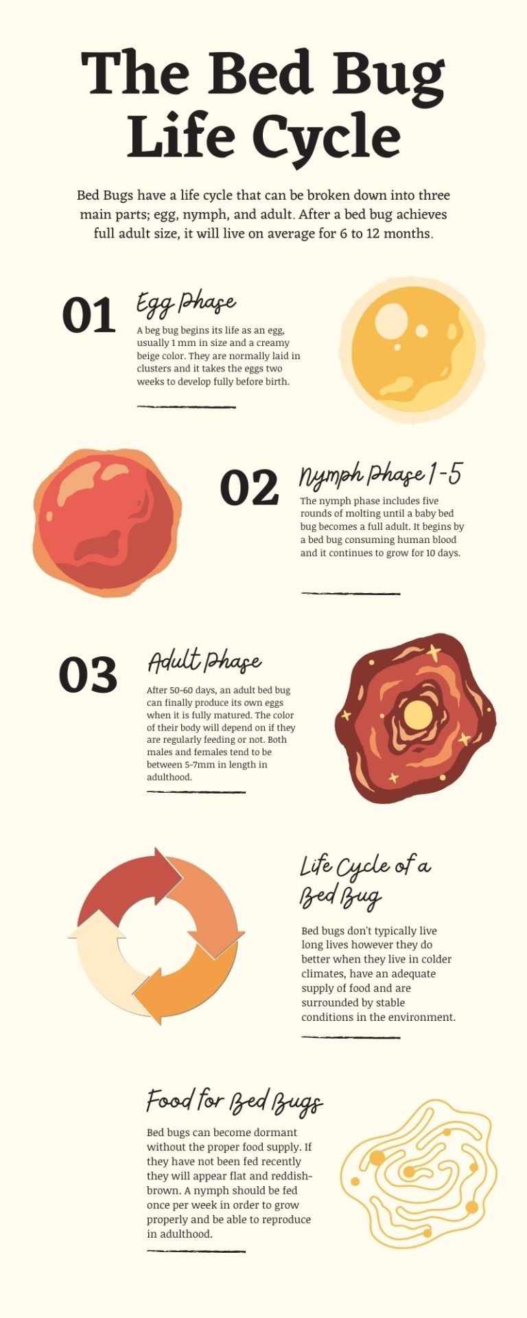 The Bed Bug Life Cycle | How Long Do They Live? (5+ Life Stages Defined]