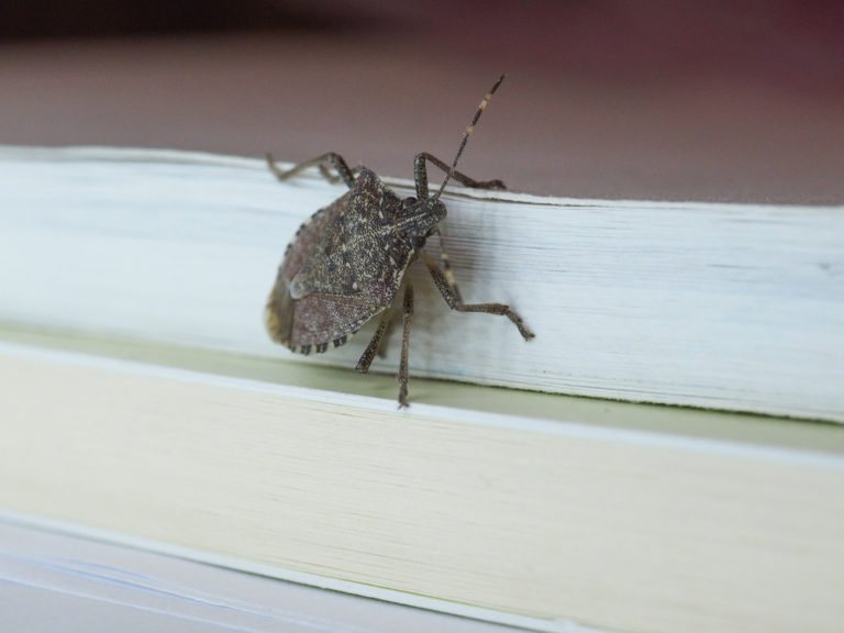 Stink Bugs vs. Bed Bugs [3 Key Differences]